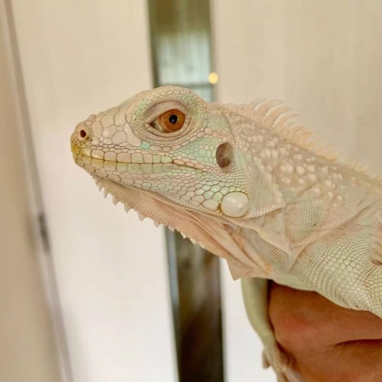 Rồng Nam Mỹ Trắng Tuyết Snow Iguana Tuyệt Đẹp [NEW #2020]