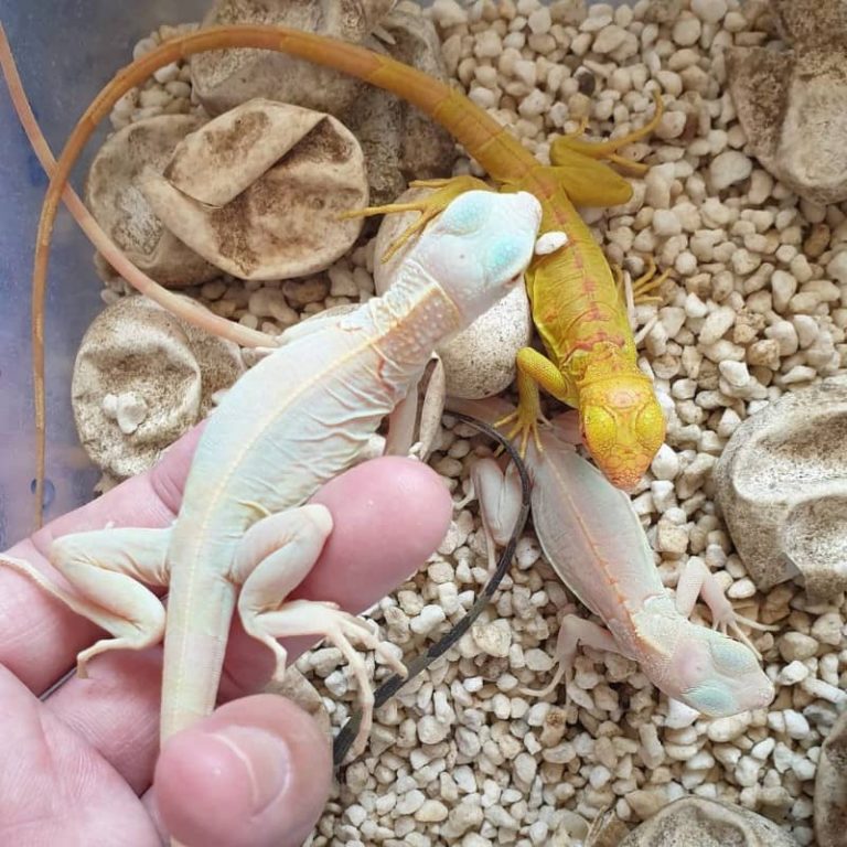 Rồng Nam Mỹ Trắng Tuyết Snow Iguana Tuyệt Đẹp [NEW #2020]