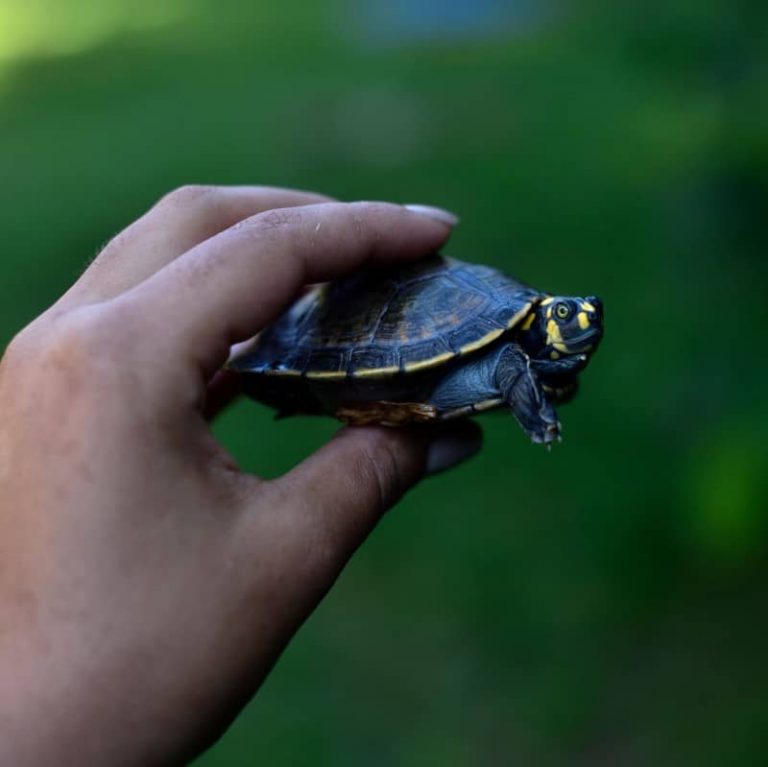 Rùa Ninja Yellow-Spotted River Turtle Nhìn Là Yêu [CUTE #1]