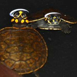 Rùa Ninja Yellow-Spotted River Turtle Nhìn Là Yêu [CUTE #1]