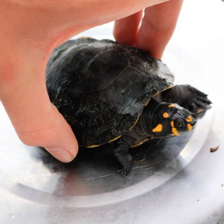 Rùa Ninja Yellow-Spotted River Turtle Nhìn Là Yêu [CUTE #1]