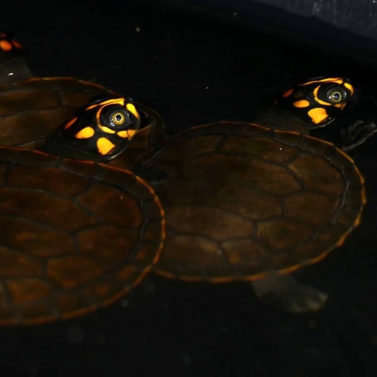 Rùa Ninja Yellow-Spotted River Turtle Nhìn Là Yêu [CUTE #1]