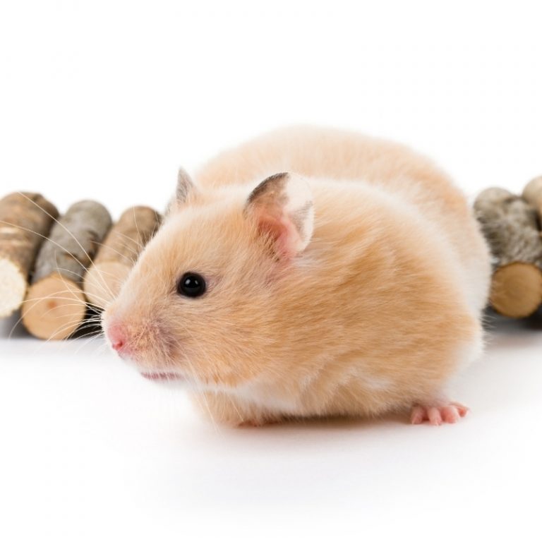 SHOP Chuột Hamster Đáng Yêu Chất Lượng Giá Tốt #1 [ NÊN MUA]