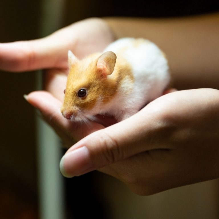 [TOP 1] Chuột Hamster Bear / Chuột Gấu Mập Ú Nhìn Là Mê