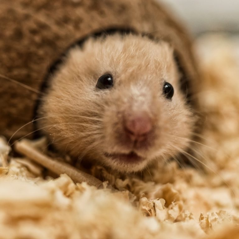 [TOP 1] Chuột Hamster Bear / Chuột Gấu Mập Ú Nhìn Là Mê