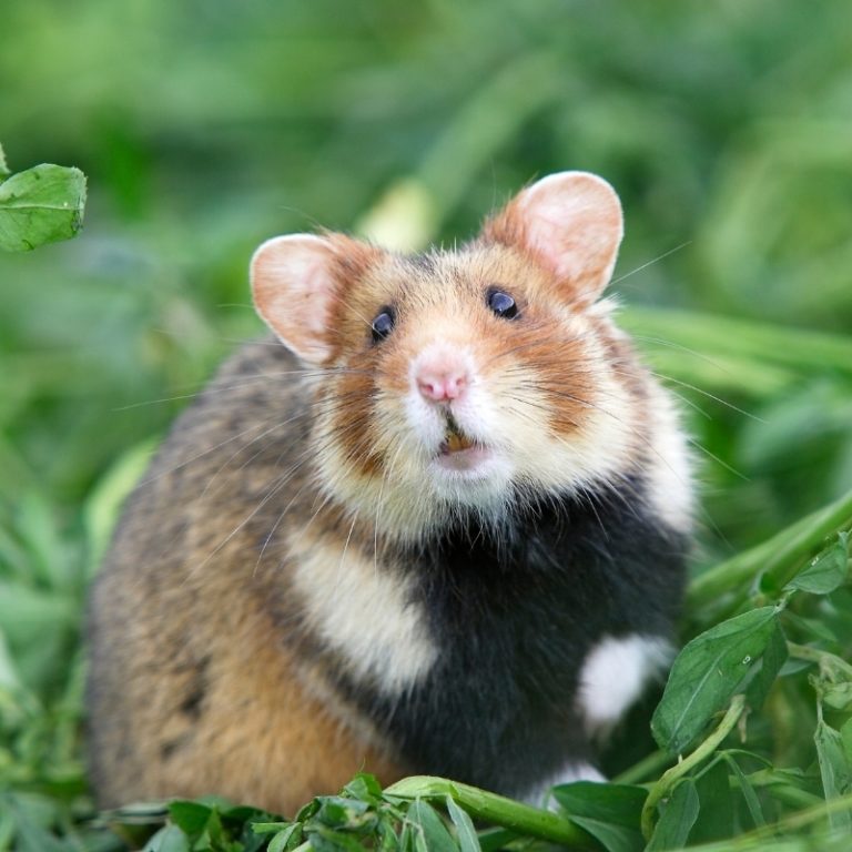 [TOP 1] Chuột Hamster Bear / Chuột Gấu Mập Ú Nhìn Là Mê