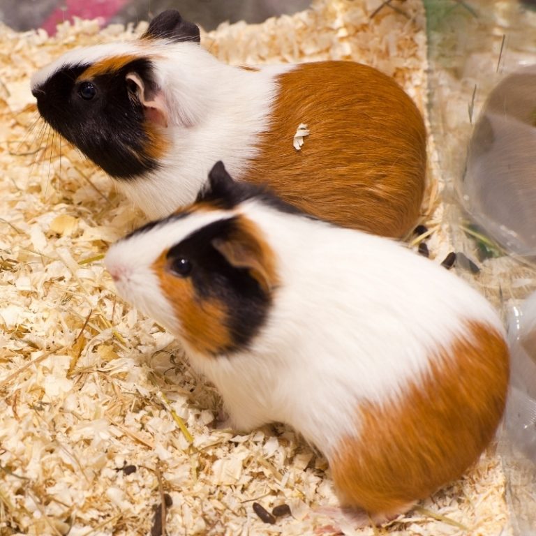 [TOP 1] Chuột Hamster Bear / Chuột Gấu Mập Ú Nhìn Là Mê