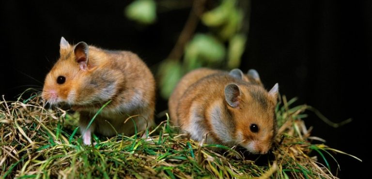 [TOP 1] Chuột Hamster Bear / Chuột Gấu Mập Ú Nhìn Là Mê