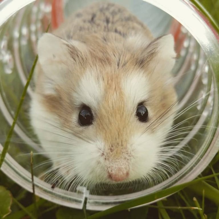 SHOP Chuột Hamster Đáng Yêu Chất Lượng Giá Tốt #1 [ NÊN MUA]