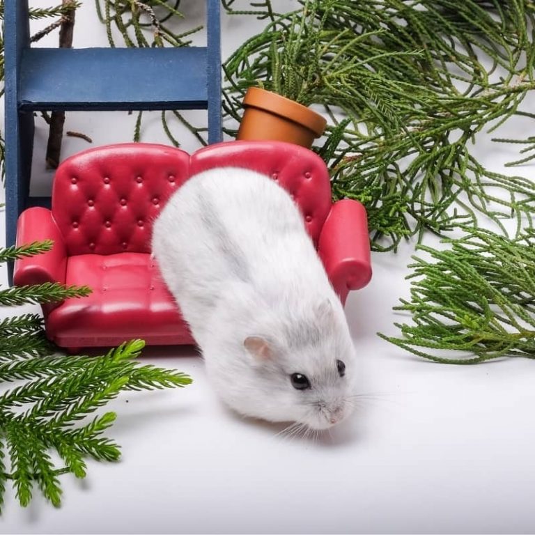 SHOP Chuột Hamster Đáng Yêu Chất Lượng Giá Tốt #1 [ NÊN MUA]