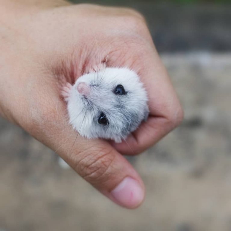 Chuột Hamster Winter White Siêu Đẹp Cực Cute [ NEW 2025]
