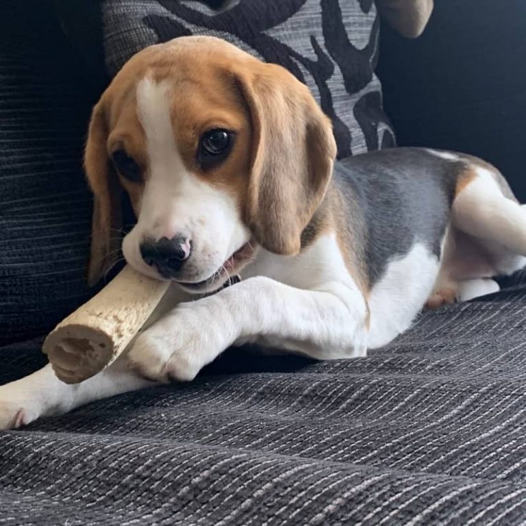 TRẠI Chó Beagle / Chó Săn Thỏ Thuần Chủng Cực Đẹp [TOP #1]