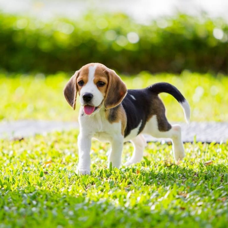 TRẠI Chó Beagle / Chó Săn Thỏ Thuần Chủng Cực Đẹp [TOP #1]