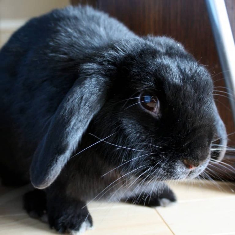 Thỏ Mini Lop Black Màu Đen Chuẩn Đẹp [100% Thuần Chủng]