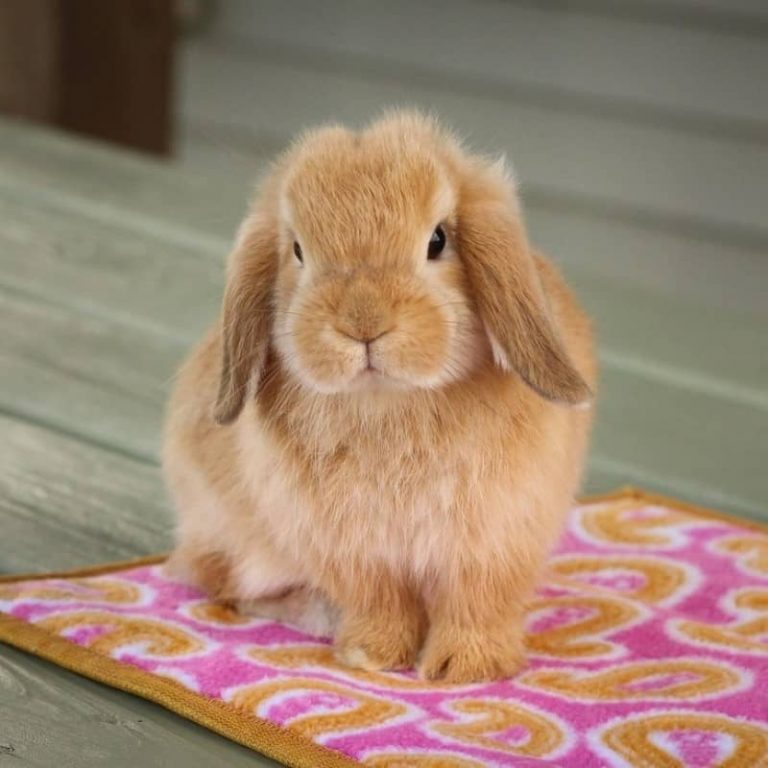 Thỏ Mini Lop Orange Màu Cam Đáng Yêu Khó Cưỡng [NEW 2022]