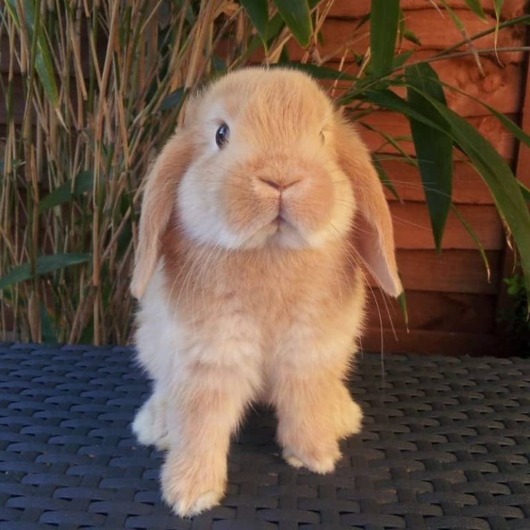 Thỏ Mini Lop Orange Màu Cam Đáng Yêu Khó Cưỡng [NEW 2025]