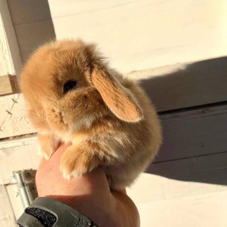 Thỏ Mini Lop Orange Màu Cam Đáng Yêu Khó Cưỡng [NEW 2025]