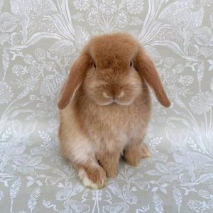 Thỏ Mini Lop Orange Màu Cam Đáng Yêu Khó Cưỡng [NEW 2025]