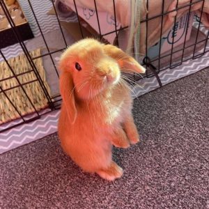 Thỏ Mini Lop Orange Màu Cam Đáng Yêu Khó Cưỡng [NEW 2025]