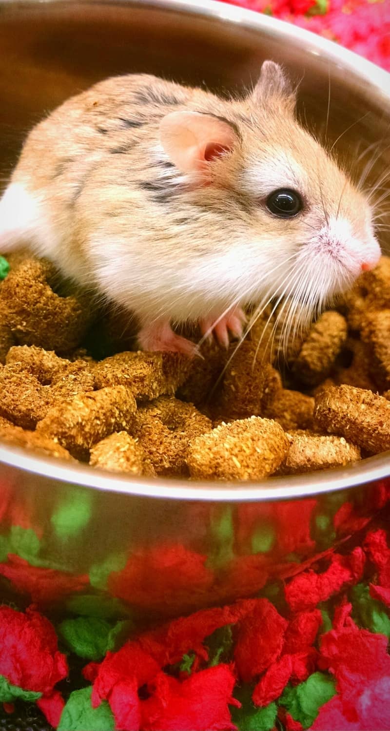 SHOP Chuột Hamster Đáng Yêu Chất Lượng Giá Tốt #1 [ NÊN MUA]