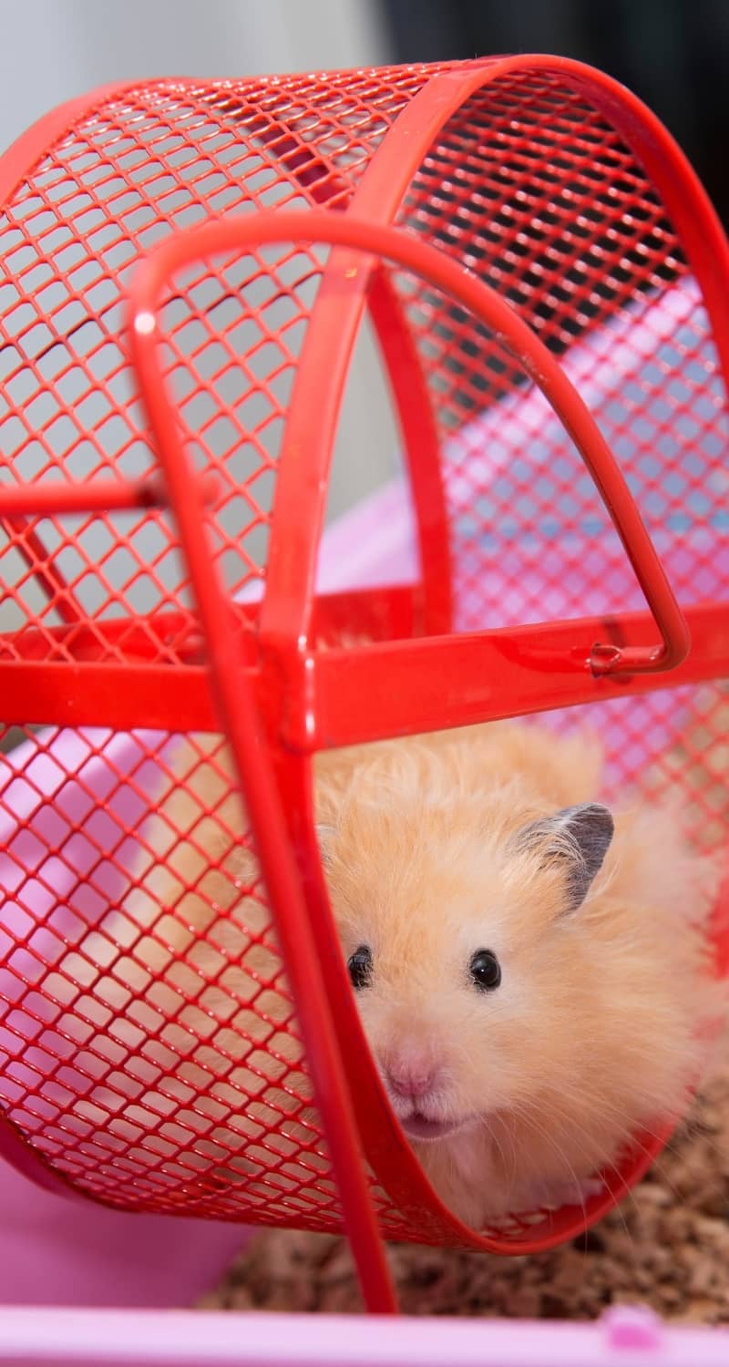 SHOP Chuột Hamster Đáng Yêu Chất Lượng Giá Tốt #1 [ NÊN MUA]
