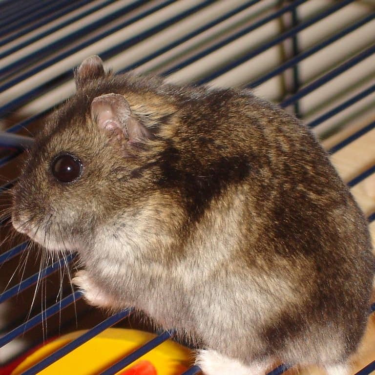 SHOP Chuột Hamster Đáng Yêu Chất Lượng Giá Tốt #1 [ NÊN MUA]