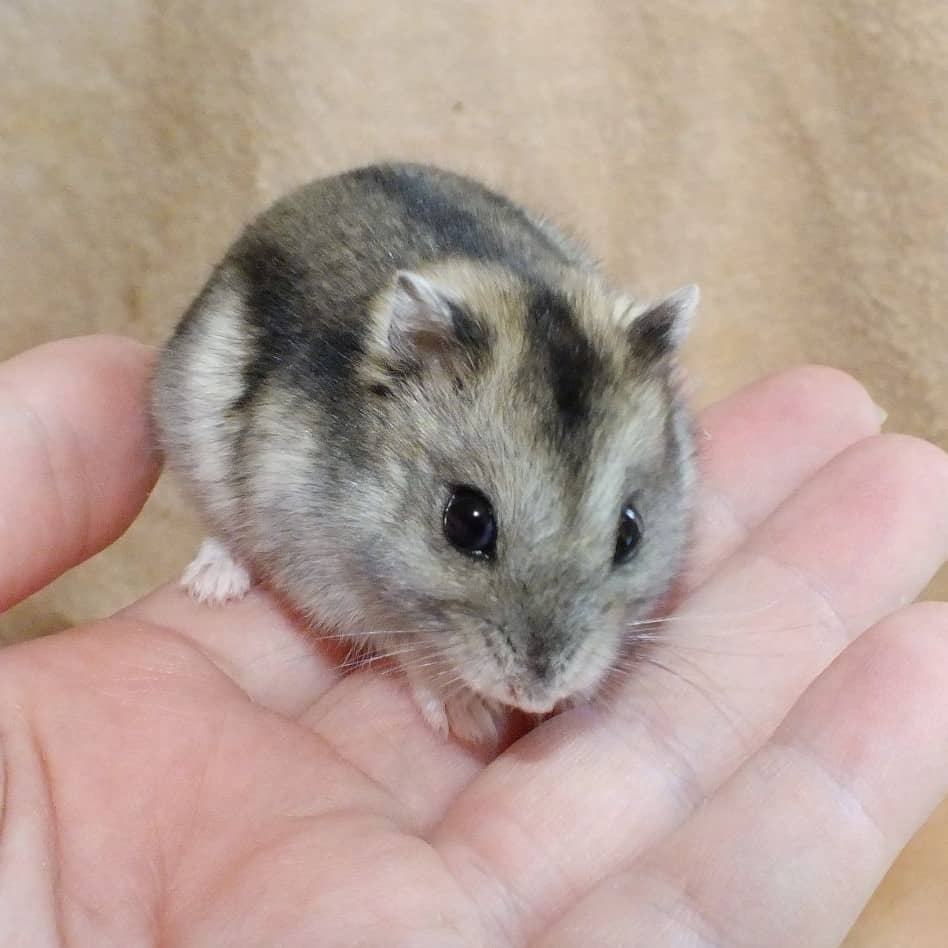 SHOP Chuột Hamster Đáng Yêu Chất Lượng Giá Tốt #1 [ NÊN MUA]