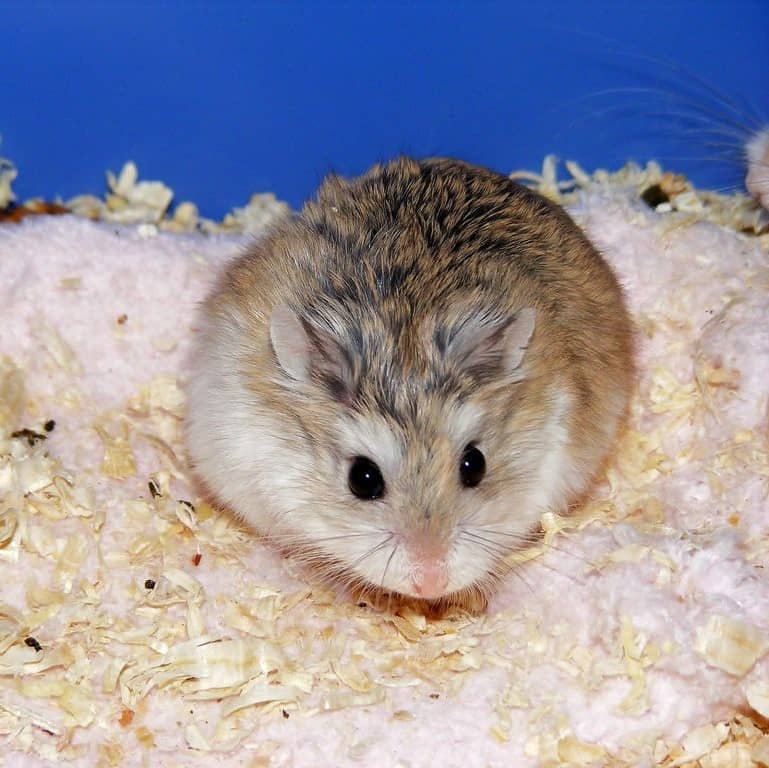SHOP Chuột Hamster Đáng Yêu Chất Lượng Giá Tốt #1 [ NÊN MUA]