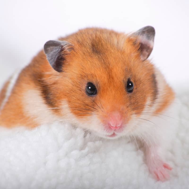 SHOP Chuột Hamster Đáng Yêu Chất Lượng Giá Tốt #1 [ NÊN MUA]