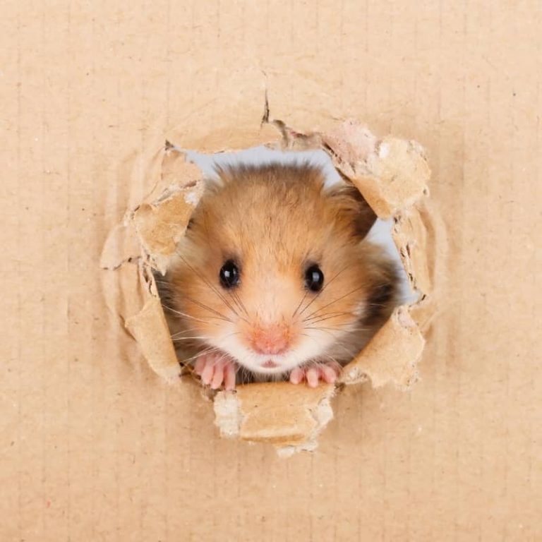 SHOP Chuột Hamster Đáng Yêu Chất Lượng Giá Tốt #1 [ NÊN MUA]