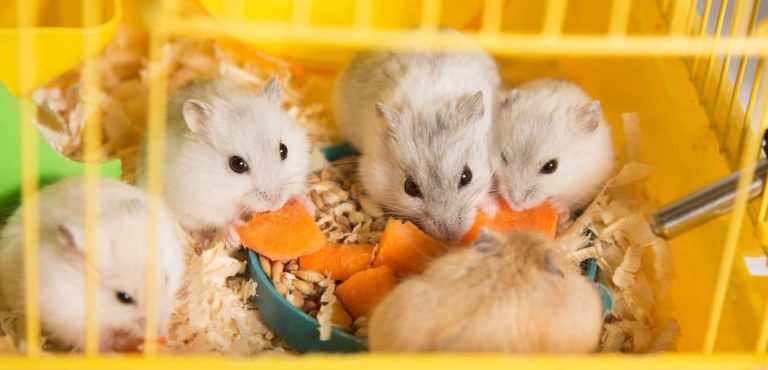 SHOP Chuột Hamster Đáng Yêu Chất Lượng Giá Tốt #1 [ NÊN MUA]
