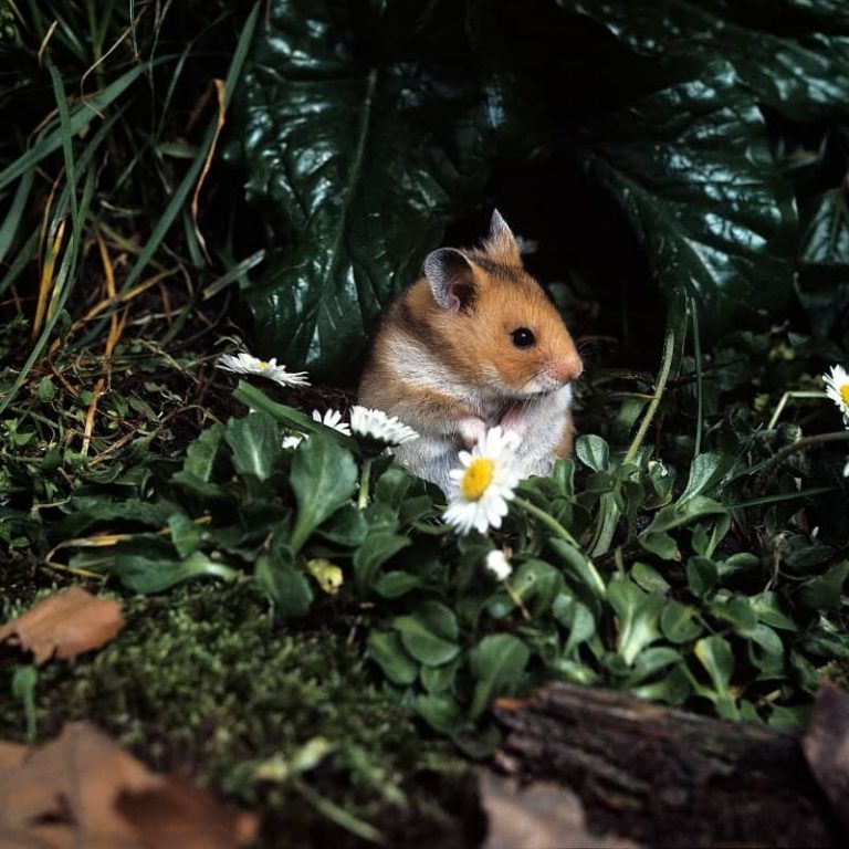 SHOP Chuột Hamster Đáng Yêu Chất Lượng Giá Tốt #1 [ NÊN MUA]