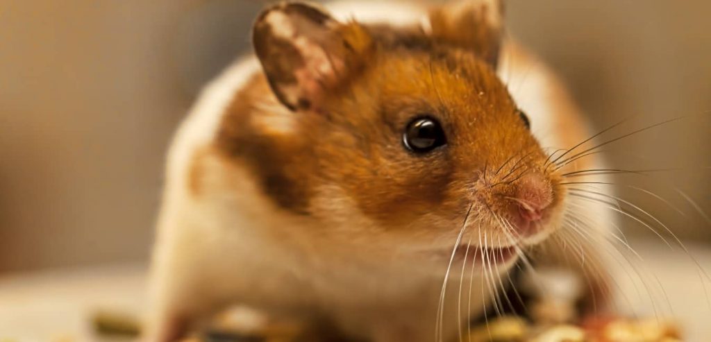 Chuột Hamster Ăn Gì? Cách Nuôi Chuột Hamster 2026 [TỪ A-Z]