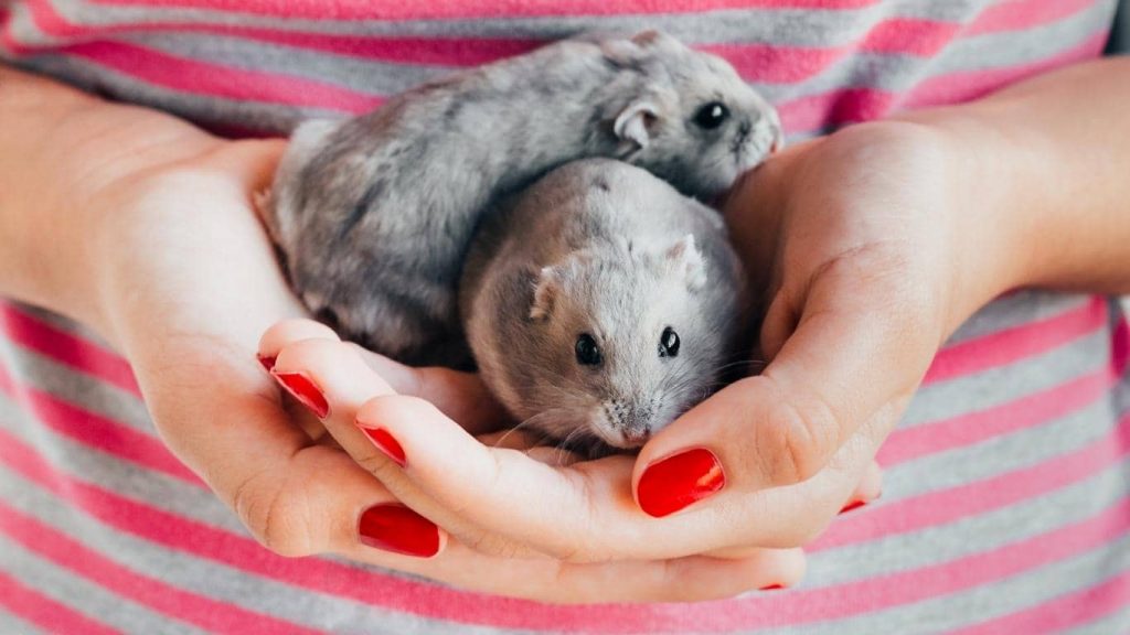 Cách Phân Biệt Giới Tính Chuột Hamster Đực Cái [CHUẨN 100%]
