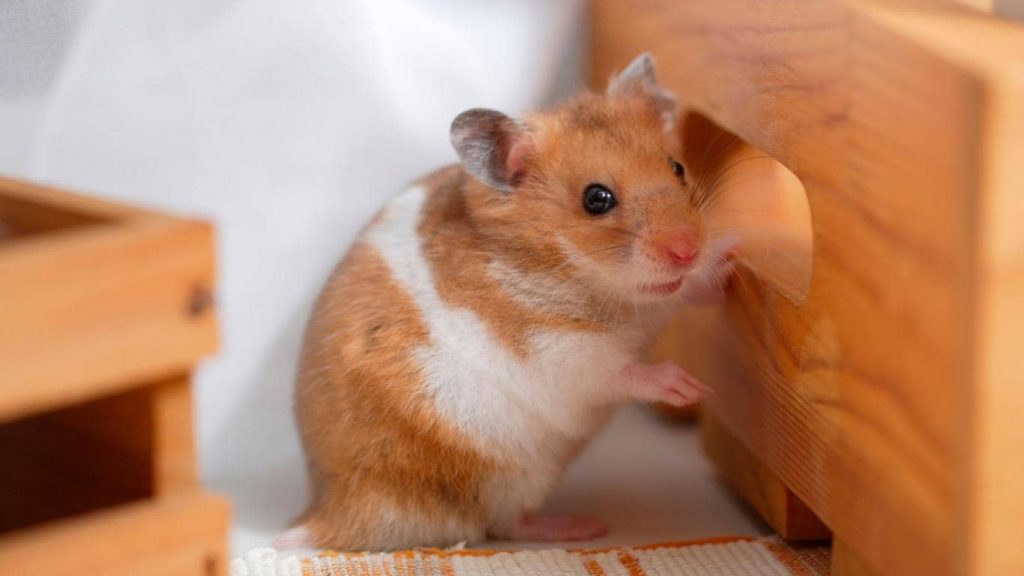 Cách Phân Biệt Giới Tính Chuột Hamster Đực Cái [CHUẨN 100%]