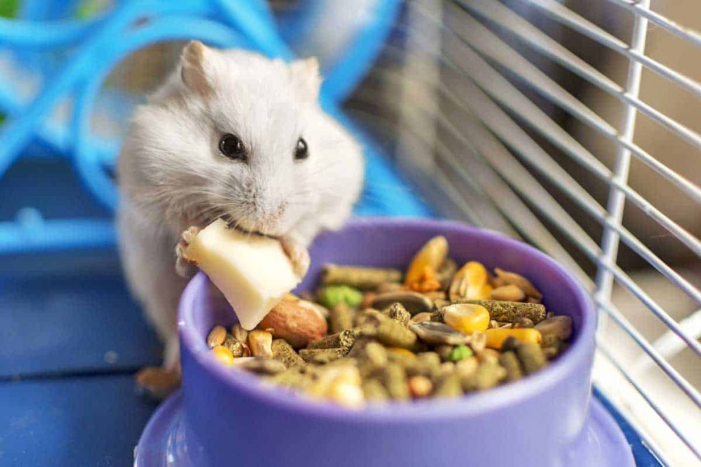 SHOP Chuột Hamster Đáng Yêu Chất Lượng Giá Tốt #1 [ NÊN MUA]