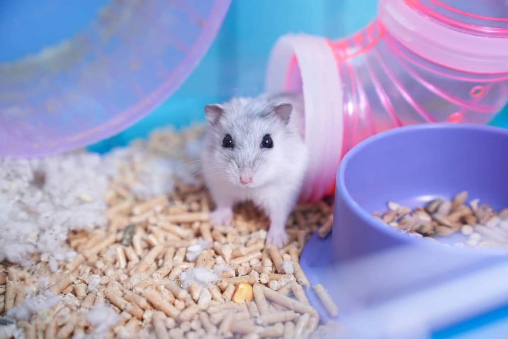 SHOP Chuột Hamster Đáng Yêu Chất Lượng Giá Tốt #1 [ NÊN MUA]
