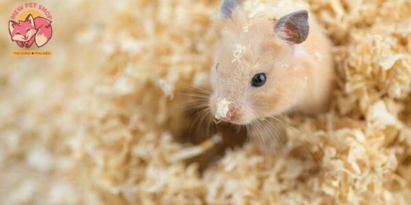 Nuôi Chuột Hamster - 8 Điều Nên & Không Nên [ ️LƯU Ý]