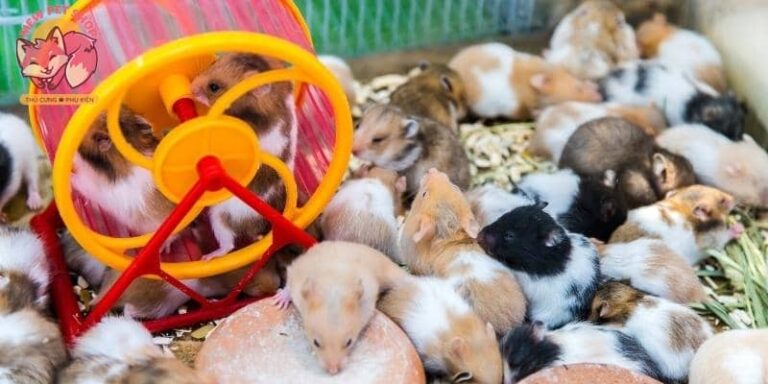 Nuôi Chuột Hamster - 8 Điều Nên & Không Nên [ ️LƯU Ý]