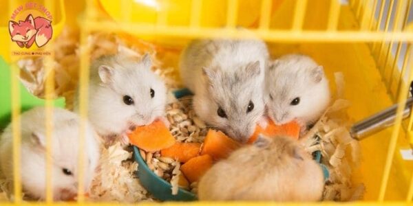 Nuôi Chuột Hamster - 8 Điều Nên & Không Nên [ ️LƯU Ý]