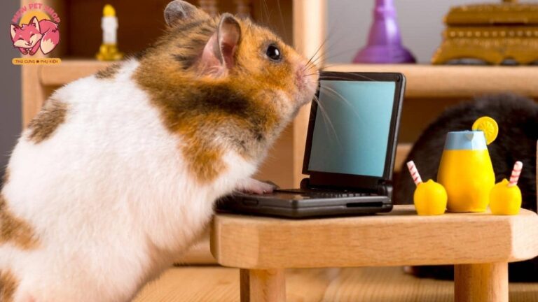 [TOP 5] Dòng Chuột Hamster Đẹp Phổ Biến Nhất Ai Cũng Thích