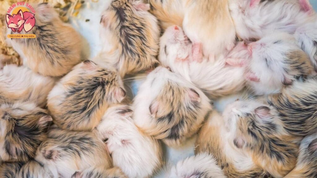 [TOP 5] Dòng Chuột Hamster Đẹp Phổ Biến Nhất Ai Cũng Thích