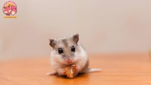 [TOP 5] Dòng Chuột Hamster Đẹp Phổ Biến Nhất Ai Cũng Thích