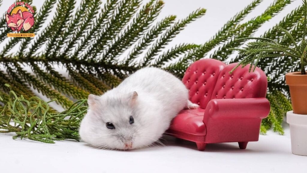 [TOP 5] Dòng Chuột Hamster Đẹp Phổ Biến Nhất Ai Cũng Thích