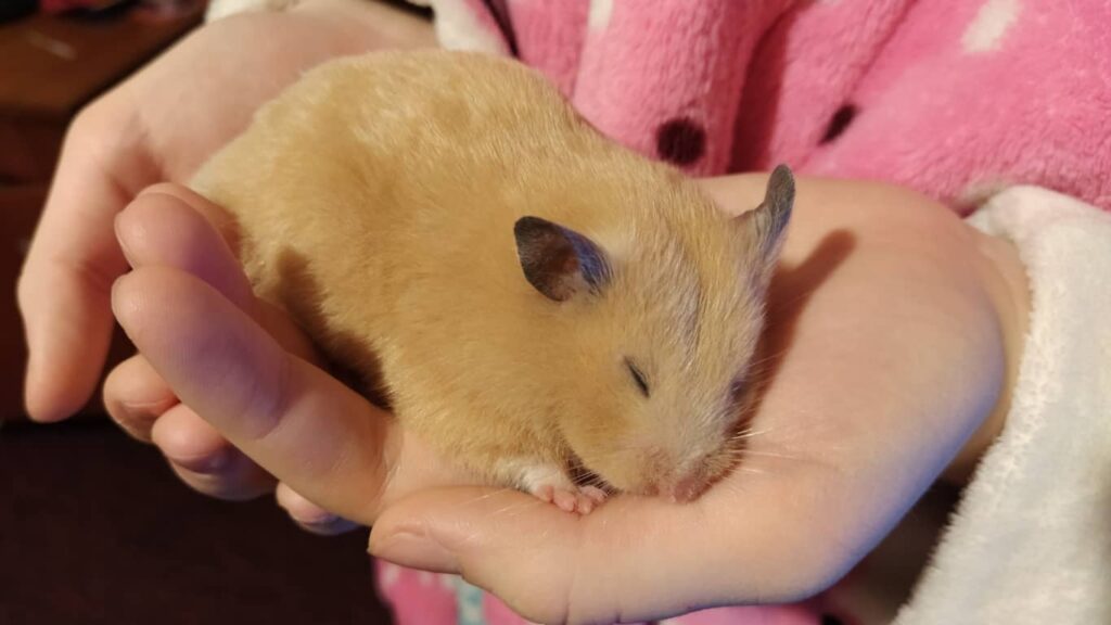 [ ️TOP 5] Bệnh Hamster Phổ Biến Thường Gặp & Cách Chữa Trị